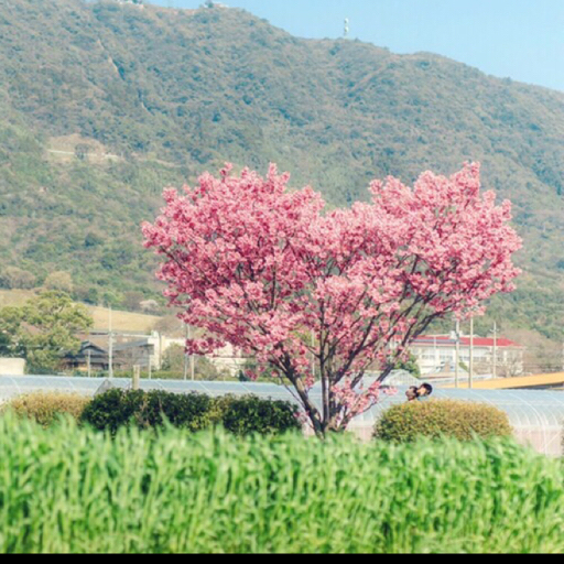 克洛泽先生 