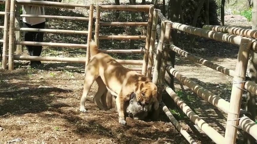 中亚牧羊犬VS坎高犬,中亚30秒不到就将坎高犬碾压在地上!