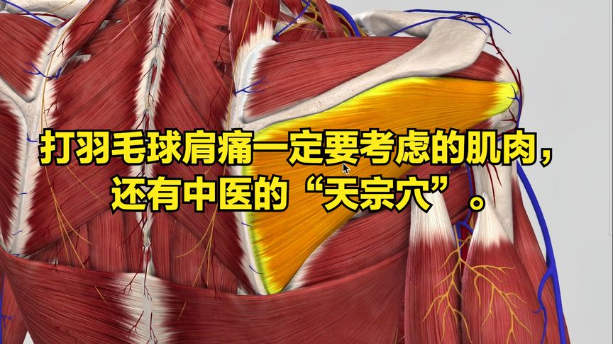 打排球、羽毛球肩痛一定要考虑的肌肉,还有中医的“天宗穴”。