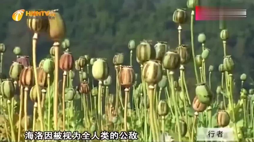 行者实拍金三角地区,当地人收割罂粟的方式,十分特别