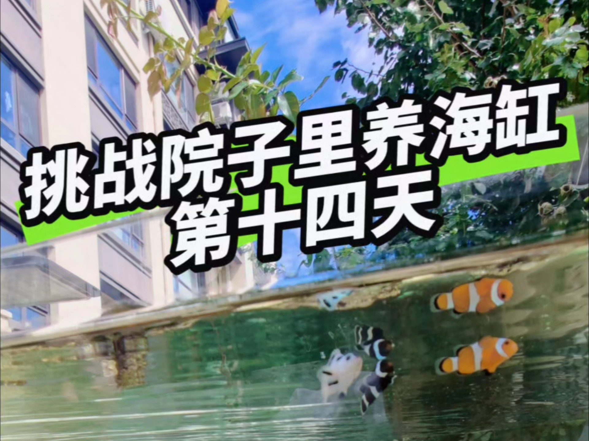 三角鲷:你好,请叫我纸片鱼