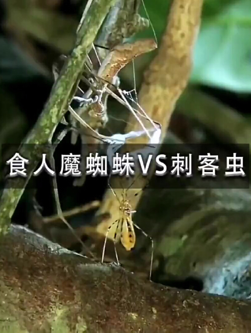 刺客虫的武器堪称顶级化学武器