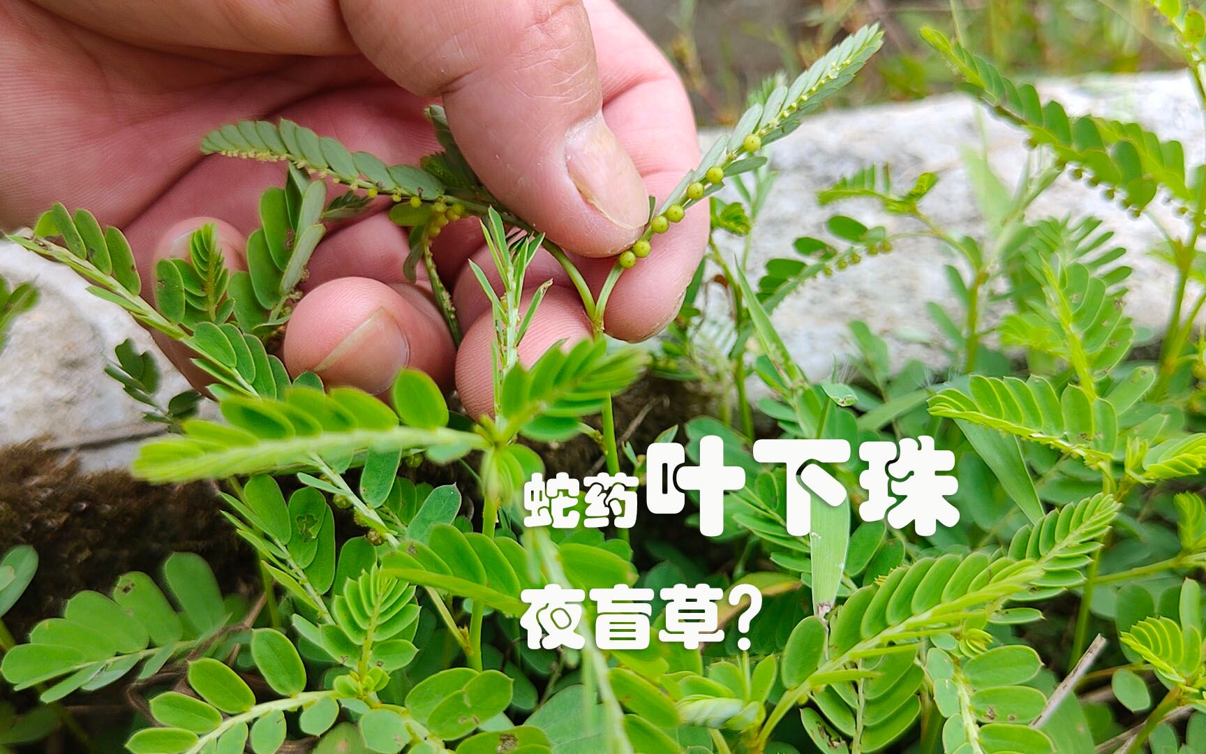 路边常见蛇药“叶下珠”,煮水厉害了,好处很多人都想不到