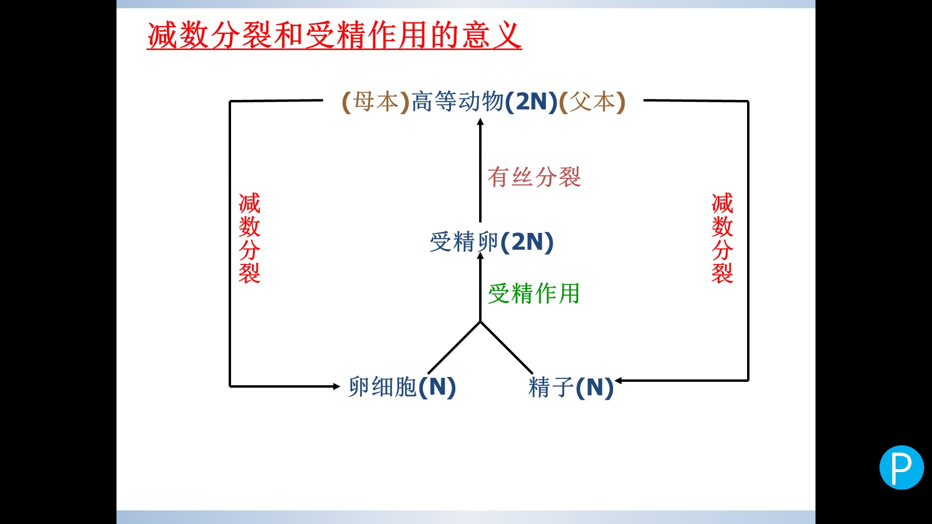 李娜高一生物减数分裂和受精作用第1课时