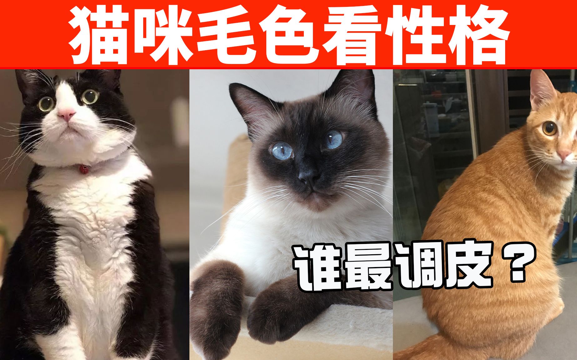从猫咪毛色可以看性格,10种毛色的猫咪特质,快来看看准不准! 【初识...