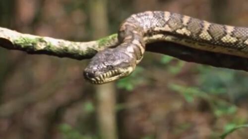 动物世界:地摊蟒是一个伏击猎手,它们身体的几何图形,能在森林很好的...