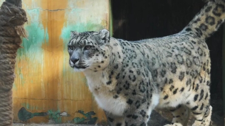 论擦玻璃哪家强,专业大虎王中王!