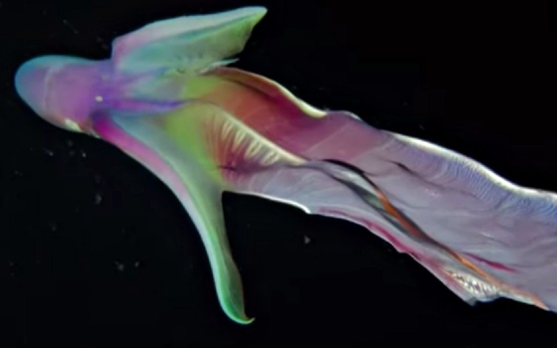 【海洋生物】各种神奇美丽的海洋生物 混剪视频