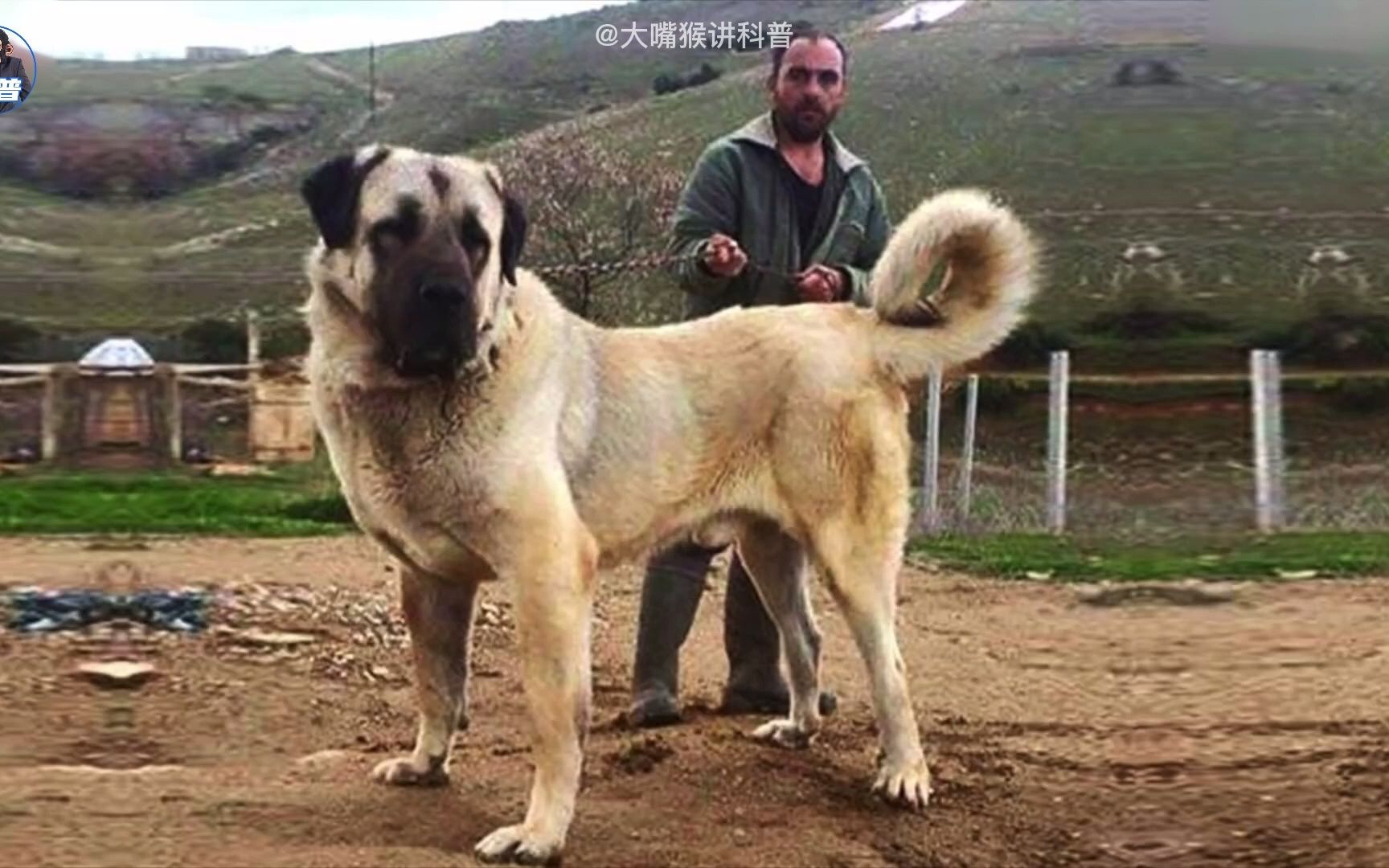 土耳其国宝坎高犬,被称为屠狼专业户,尽然能秒杀比特犬和藏獒?