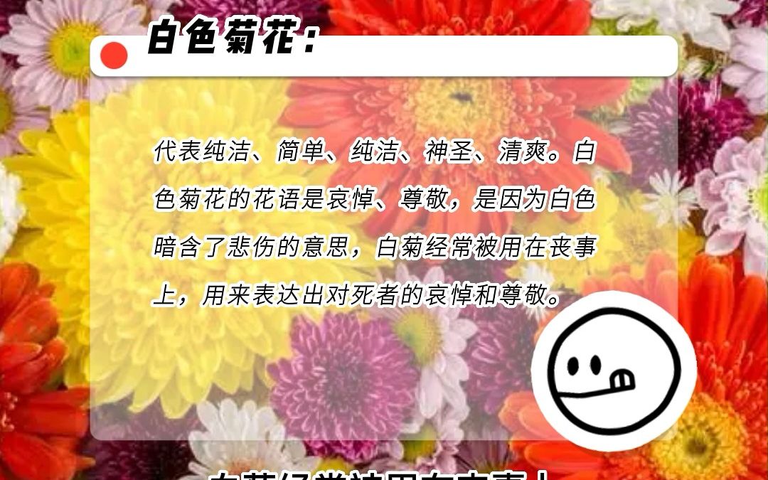 不同颜色菊花代表含义,不同颜色菊花的花语和寓意,各种颜色菊花的...