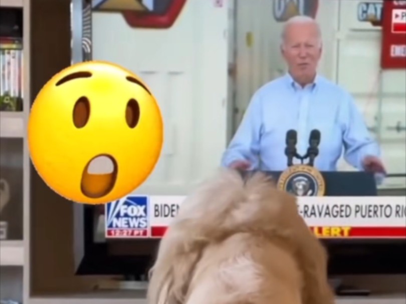 动物的反应很不正常?