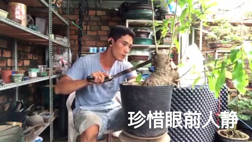 芒果树老桩也能制作盆景,今天见识到怎么把树桩修剪攀扎成老桩