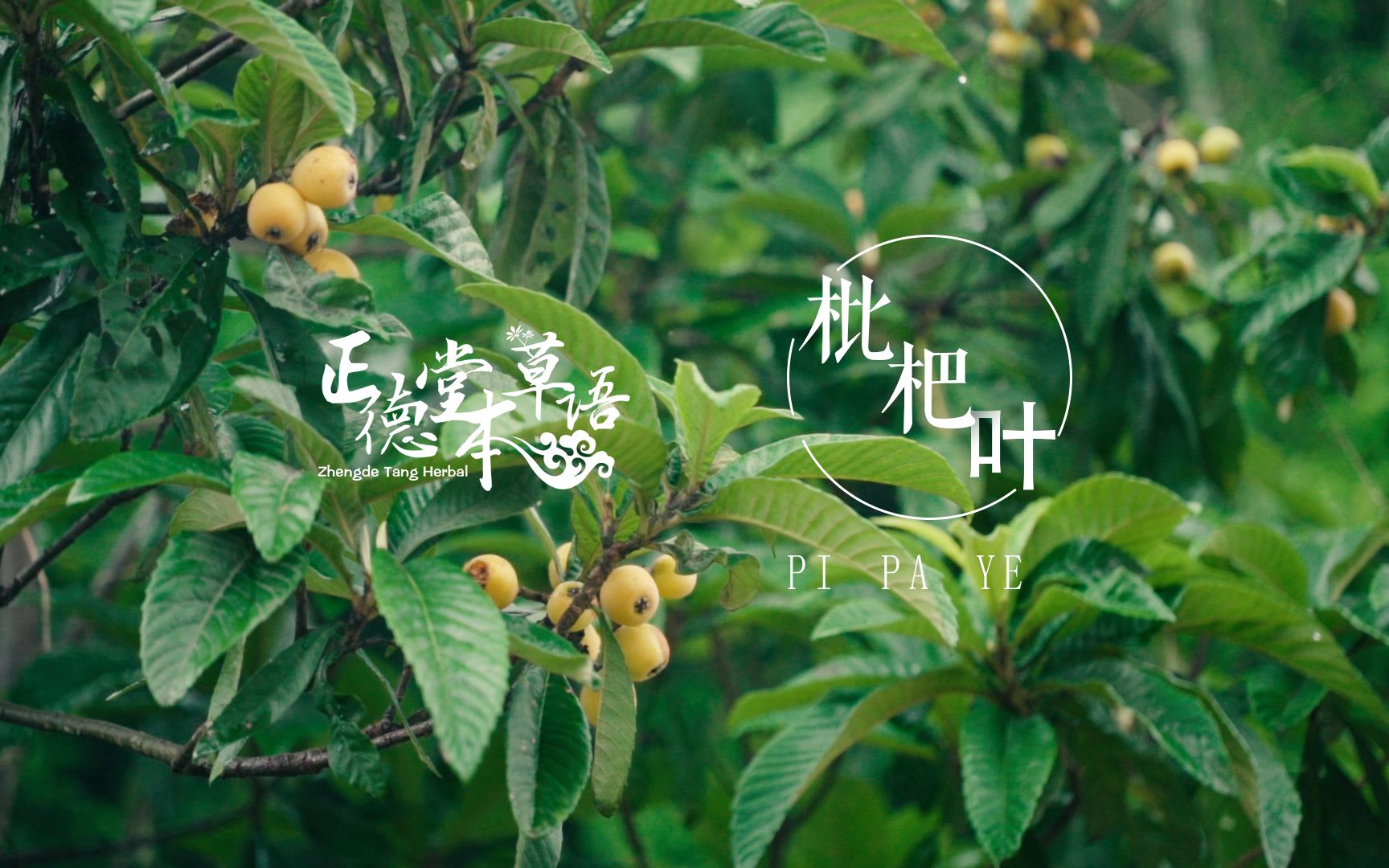 正德堂本草语-枇杷叶