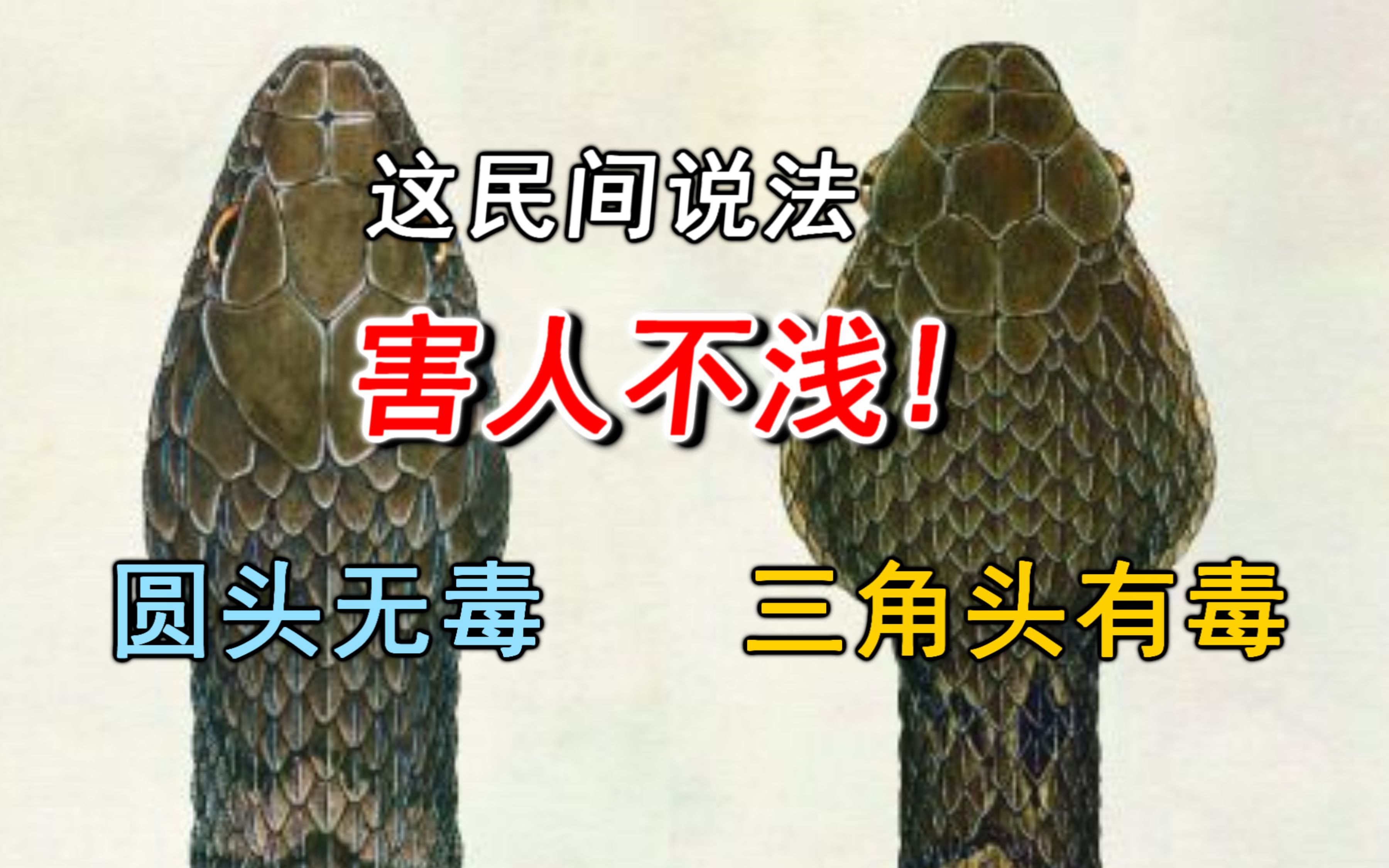 害人多年!圆头无毒?三角头有毒?民间流传的辨认蛇有无毒的方法靠谱吗?