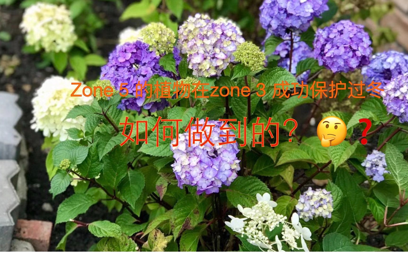 喜欢的植物不够耐寒?看看我怎样保护它们安全过冬 (3区), 有方法,有...