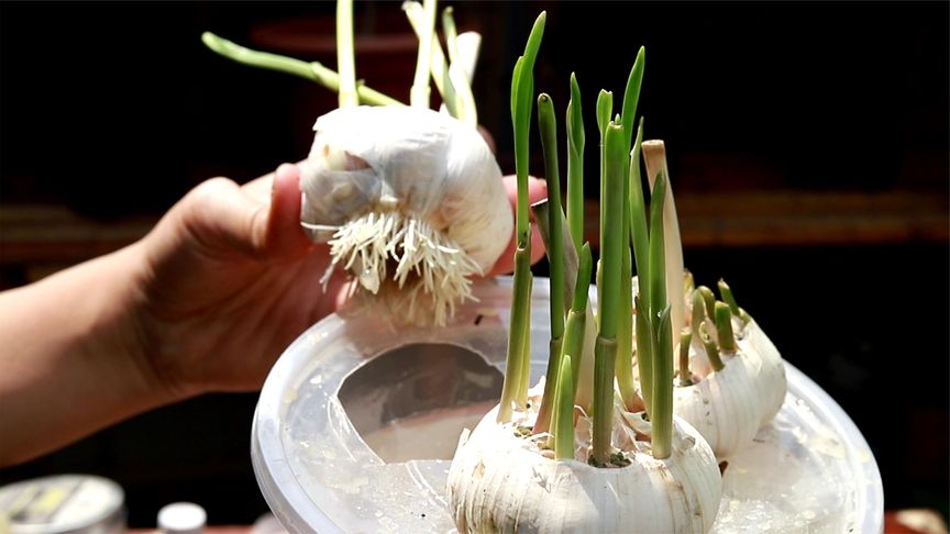 水培大蒜这样养,在家种上一两盆,吃都吃不完