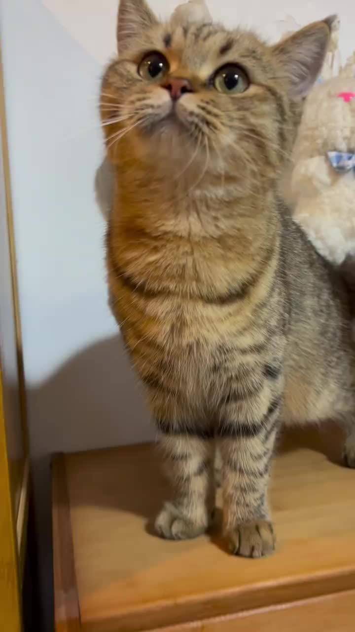 我的世界里不能没有小猫