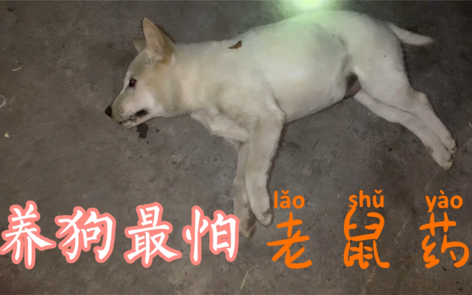 小狗误食老鼠药,5分钟不到就断气了,根本没法救!