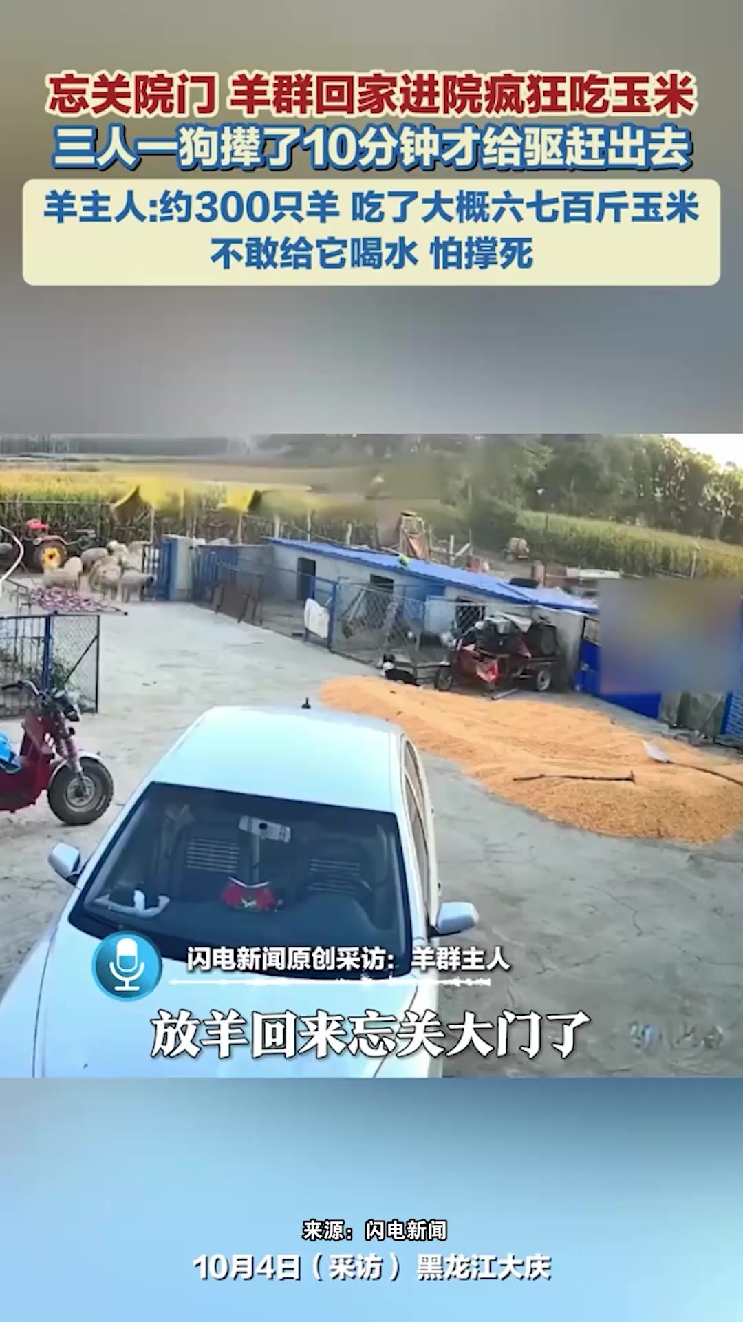 忘关院门,羊群回家进院疯狂吃玉米,三人一狗撵了10分钟才给驱赶出去
