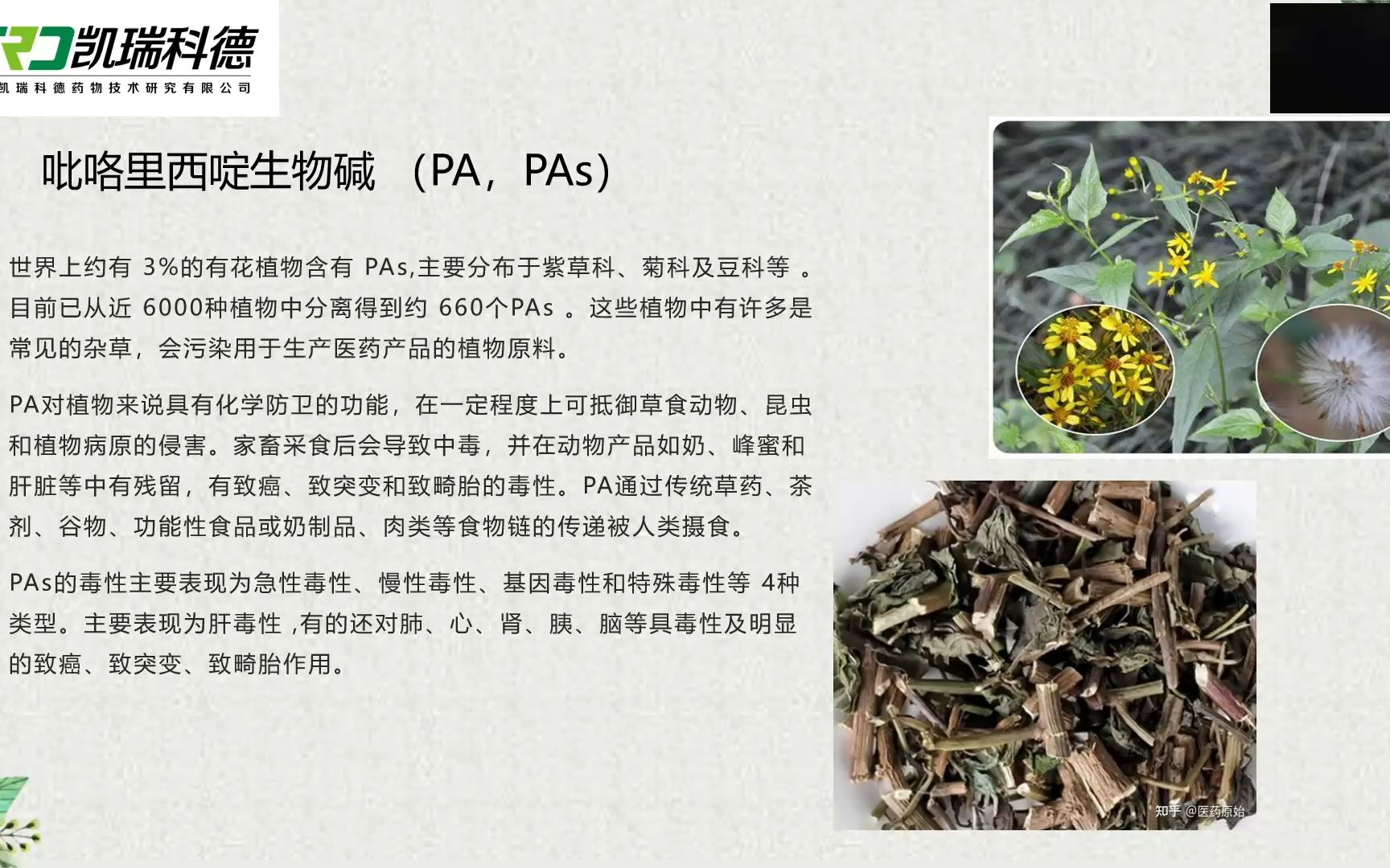 吡咯里西啶生物碱欧洲药典和中国药典比较