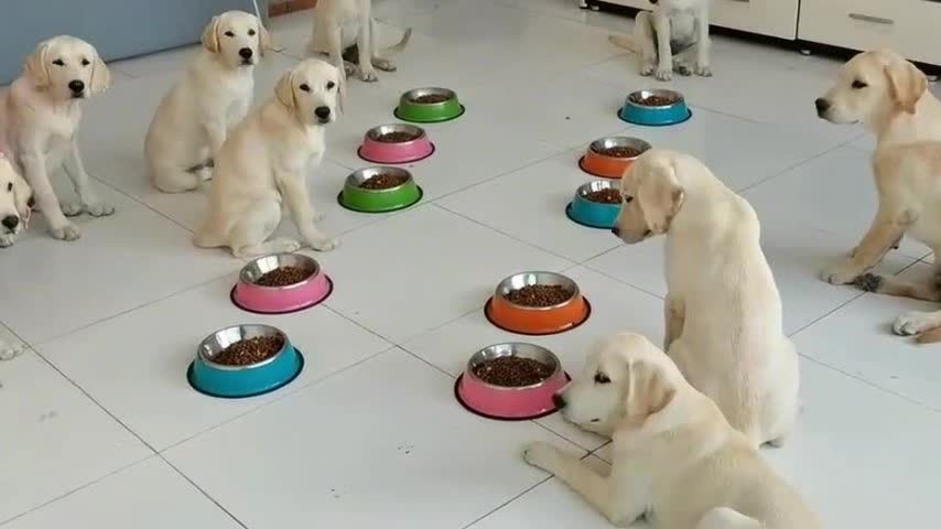 旺歌一家:晨会还是得继续,布置学习内容方法目标,总结学习效果