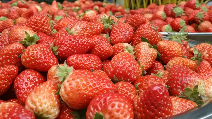 在阳台晒太阳看到草莓到货赶紧下楼买,你们那现在多少钱一斤