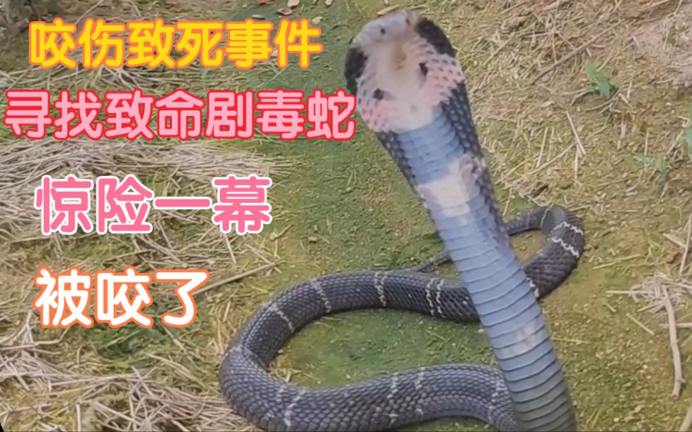 广东某地方,发生几人被剧毒蛇咬伤致死事件,啊辉 远行千里带大家去...