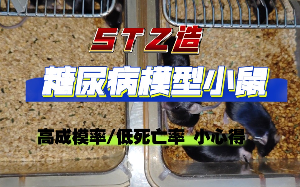 APOE小鼠/普通小鼠 STZ糖尿病模型构建高成功/低死亡率小心得