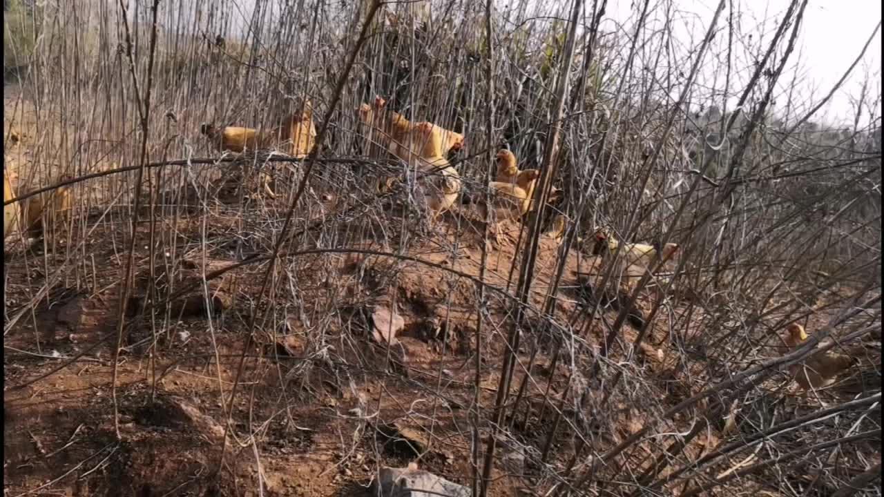 武汉加油!中国加油!社会稳定需要安全的食品,我会一直坚持生态养殖,...