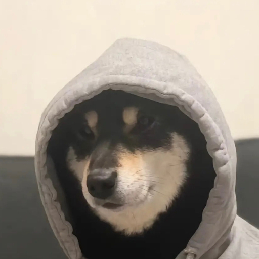 魅力猪宝 