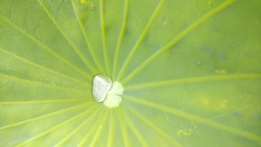 水珠在荷叶里跳舞