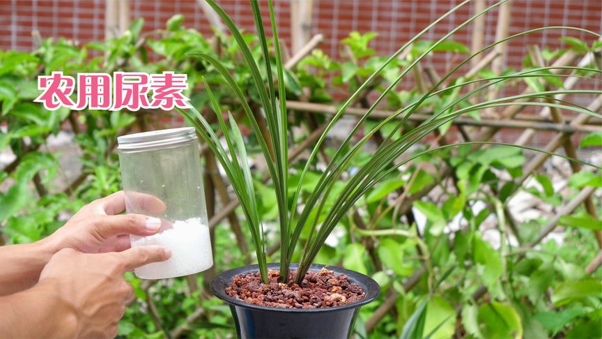 农用尿素,可以用来作为兰花肥使用吗?估计很多人都用过