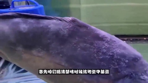 鱼缸消毒亚甲基蓝直接倒缸里行吗