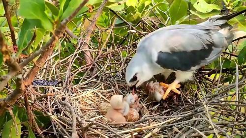 又过去两天了,剩余两只卵还是没有孵化出来,到底咋回事呢?