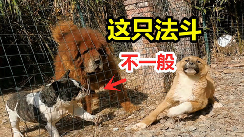 法国斗牛犬在流浪犬基地战无不胜,大型猛犬卡斯罗藏獒纷纷避让