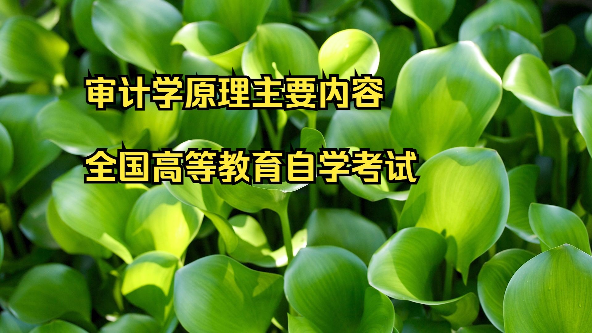 审计学原理主要内容 全国高等教育自学考试 审计学 道客巴巴审计学