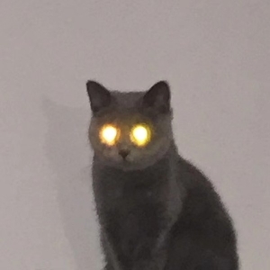 一知半解的耳朵 