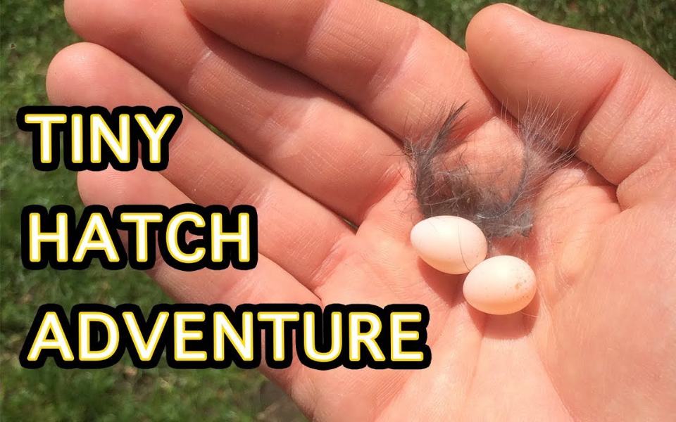 世界上最小的鸟!你见过吗?