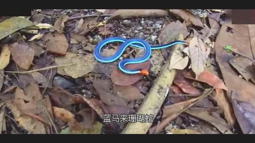 世界上最毒的蛇:眼镜王蛇只能排最后,第一名分分钟让你见阎王!