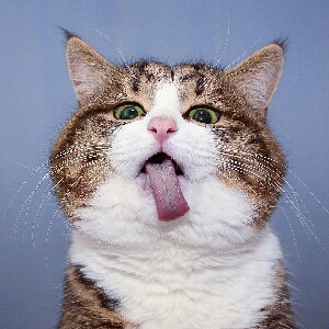 米奥Miooo 