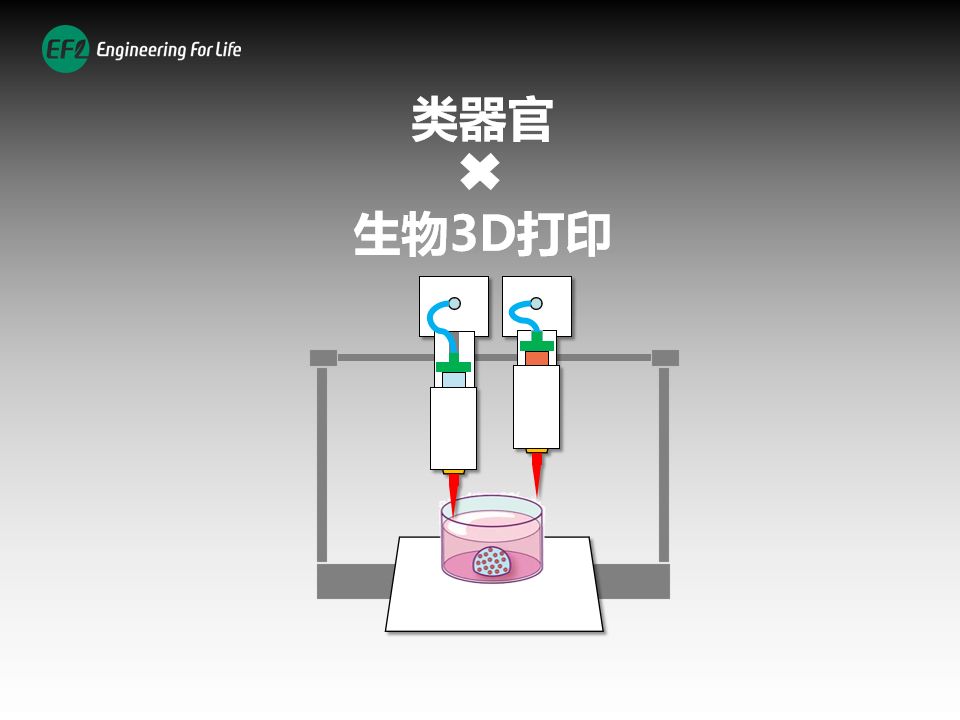 类器官与生物3D打印