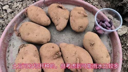 花生和土豆的种植,看看这二十多天花生和土豆的生长状态