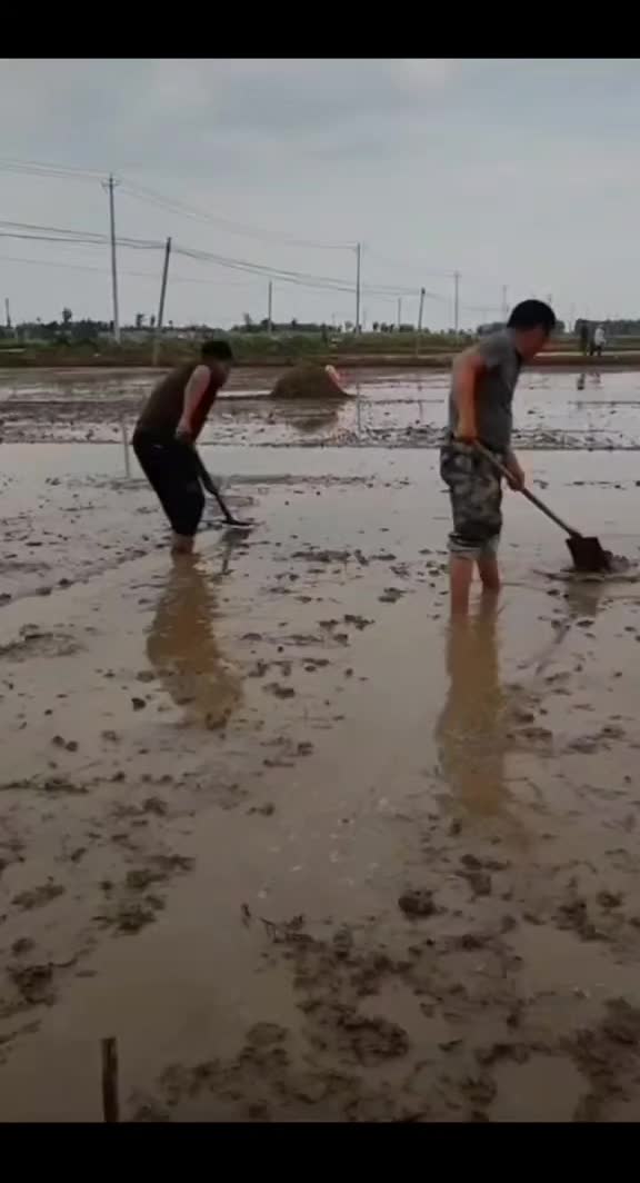 拍摄了三个多月,用一分多钟记录下来稻谷从播种到大米的艰辛。一粒...