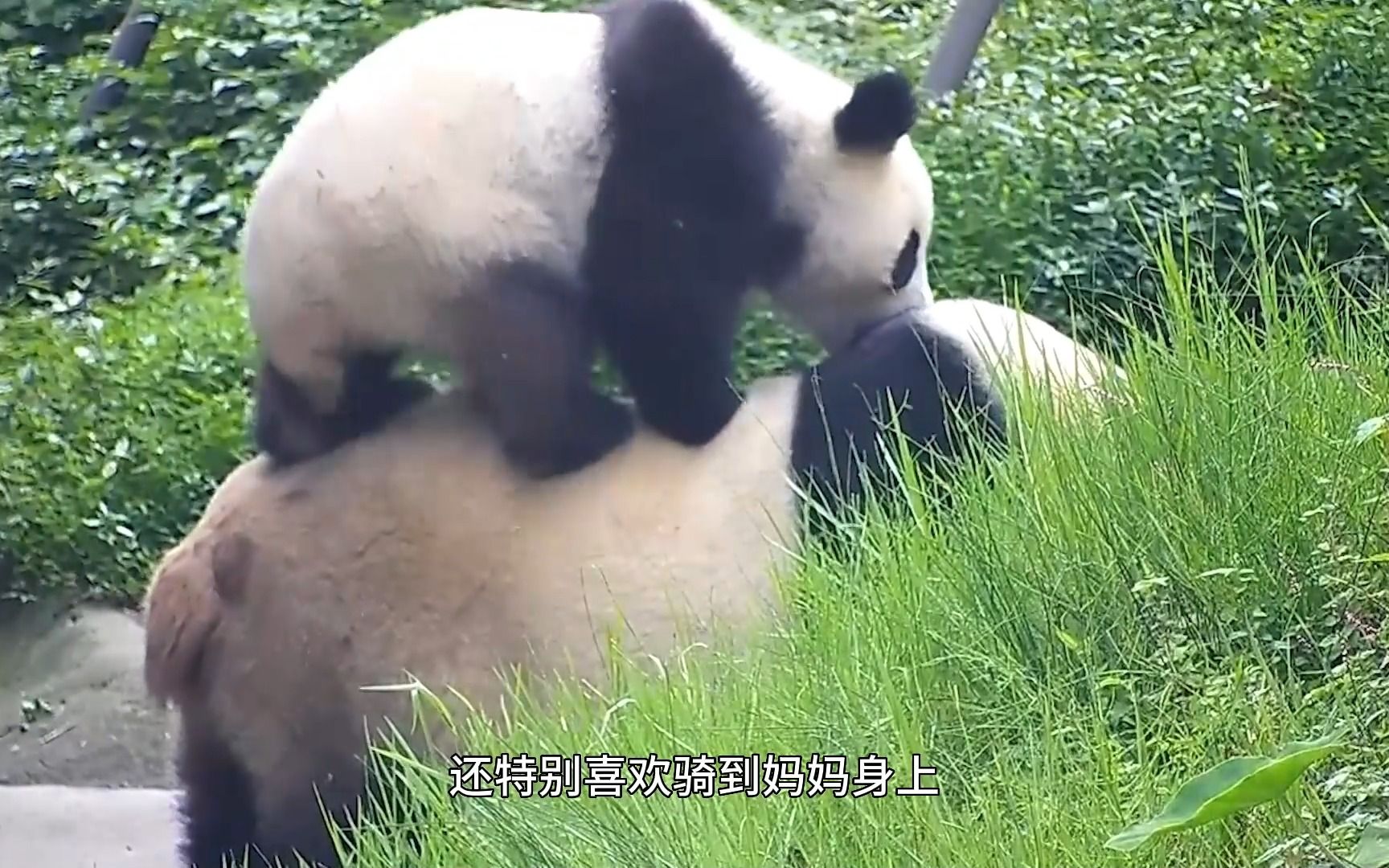 飞云的麻麻不老女神妃妃,一只喜欢逗两脚兽的大熊猫