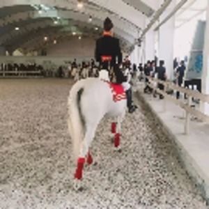 养了两只狗的马术骑手 