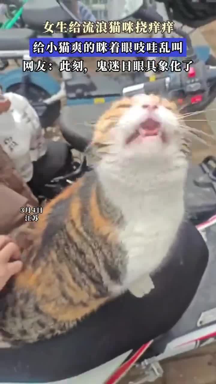 女生给流浪猫挠痒痒,小猫爽到眯眼吱哇乱叫