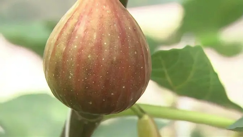 揭秘无花果:无花之谜与营养宝藏