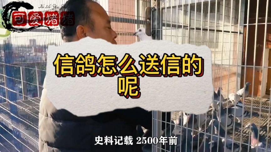 你们知道信鸽是怎么送信不迷路的吗
