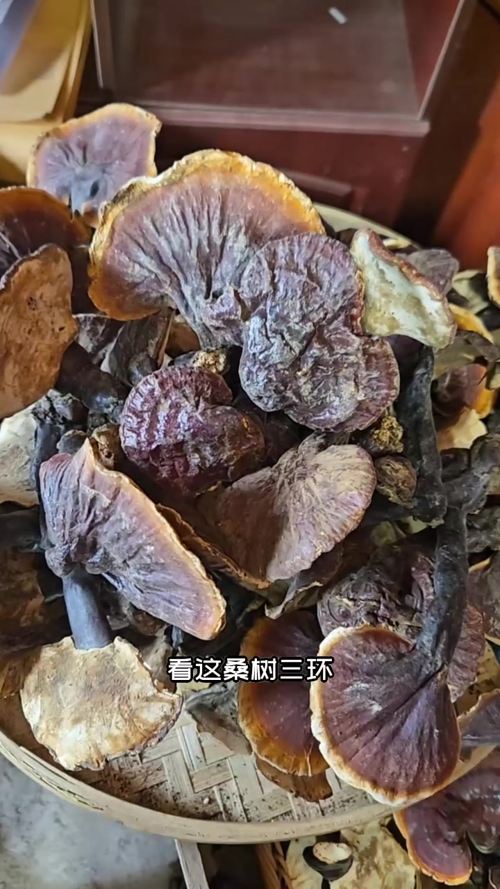 只有长在桑树上的才叫桑黄,假货伤身#桑黄真假辨别