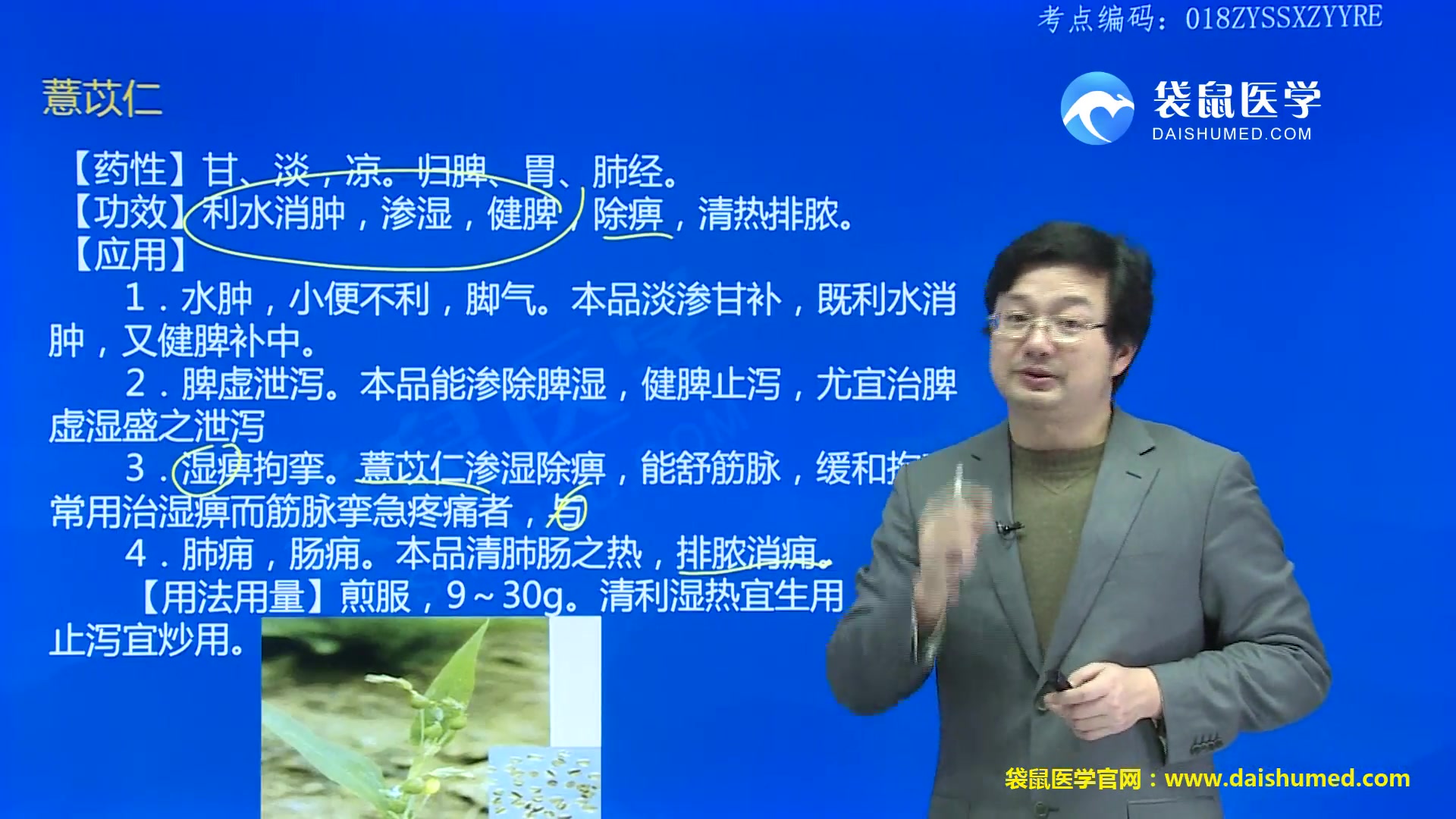 每天认识一味药——薏苡仁